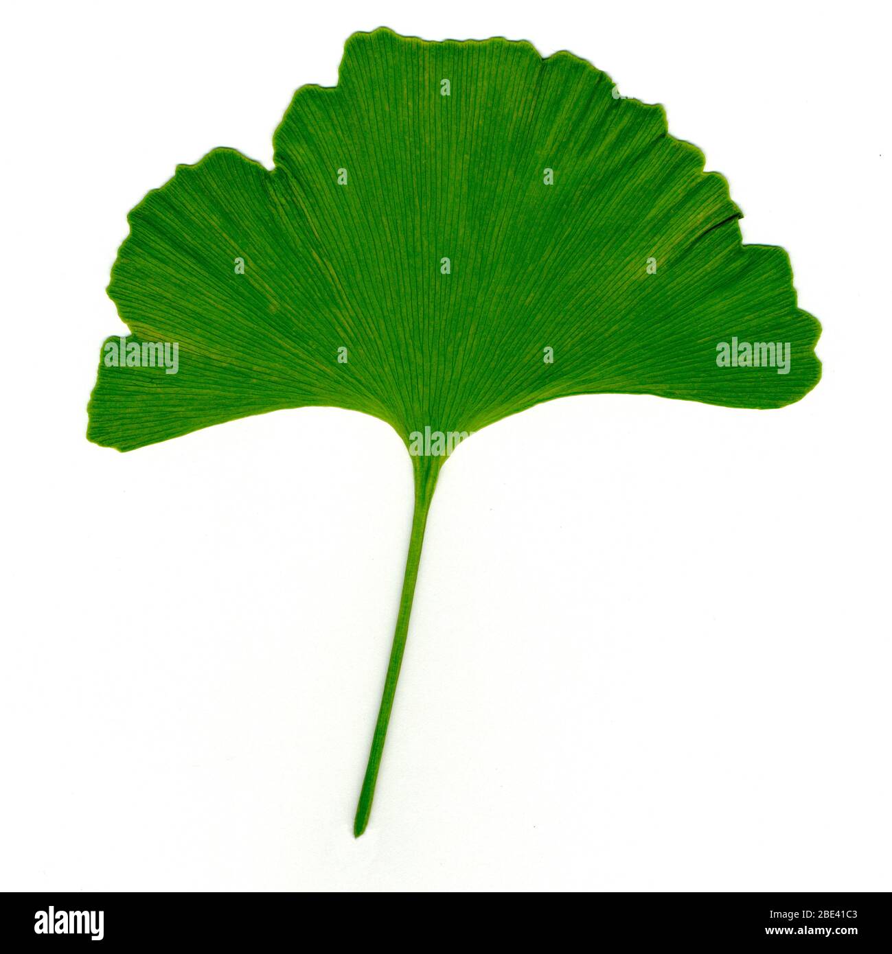 Feuille de ginkgo biloba Banque de photographies et d’images à haute ...
