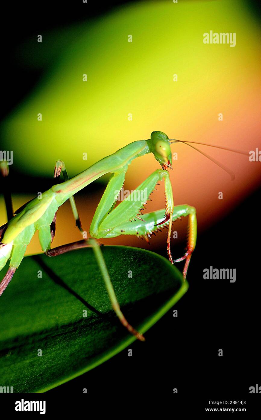 Miomantis caffra Banque de photographies et d’images à haute résolution ...