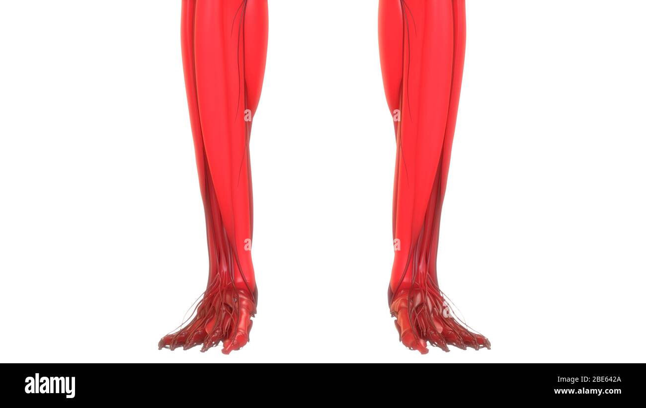 Rendu 3d de l'anatomie du système musculaire du corps humain Photo ...