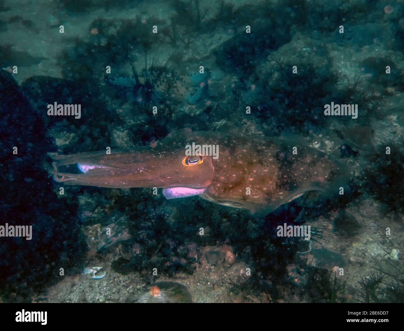 Pharaoh cuttlefish Banque de photographies et d’images à haute ...