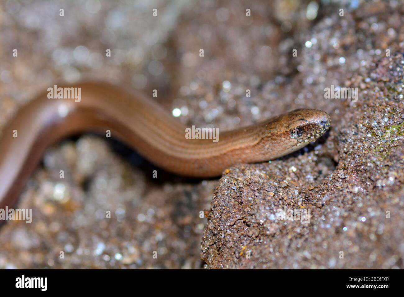 Anguidae anguinae Banque de photographies et d’images à haute ...