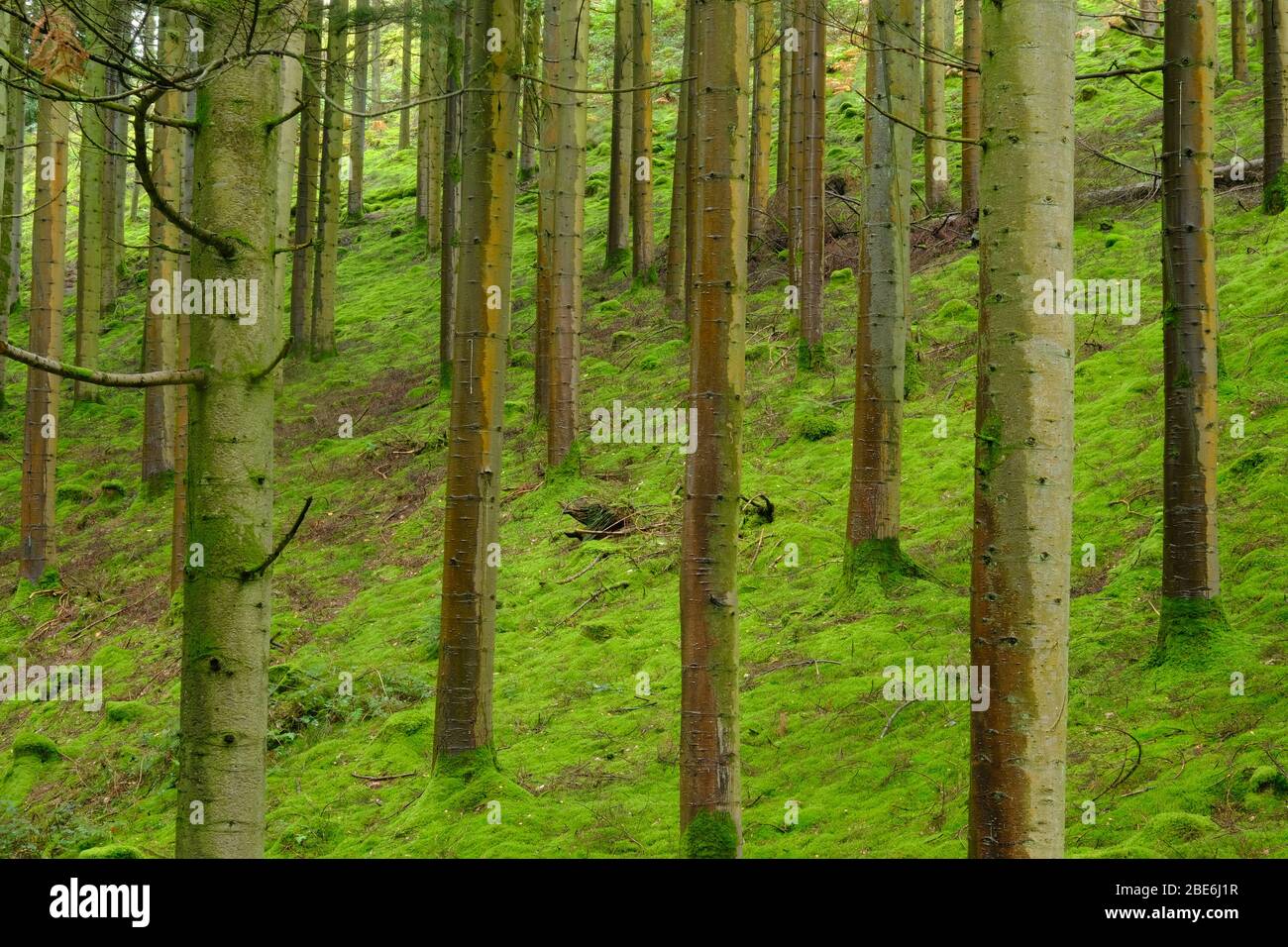 Plantation d'arbres forestiers Banque de photographies et d’images à ...