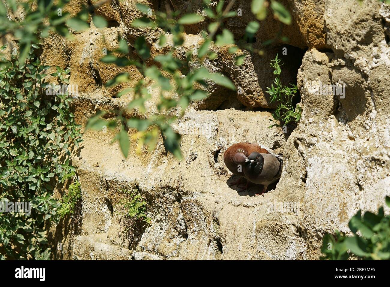 Pigeon biset nid Banque de photographies et d’images à haute résolution ...