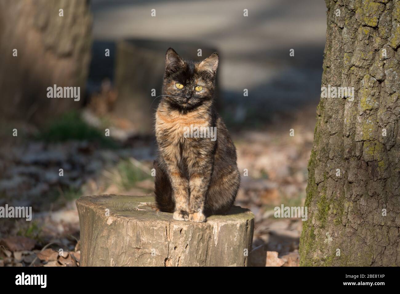 Chat calicot sur un arbre Banque de photographies et d’images à haute ...