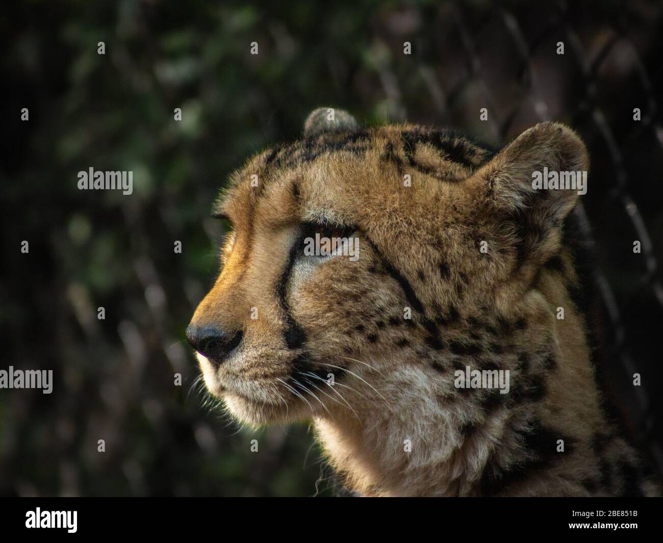 Ann van dyk Banque de photographies et d’images à haute résolution - Alamy