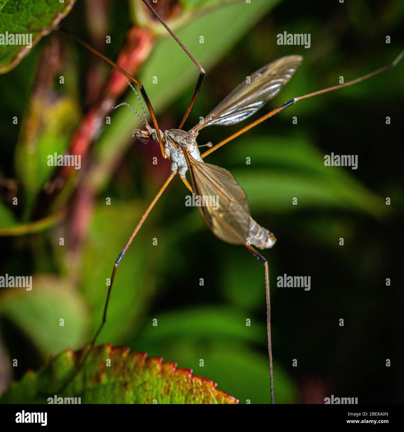 Tipula paludosa cranefly Banque de photographies et d’images à haute ...