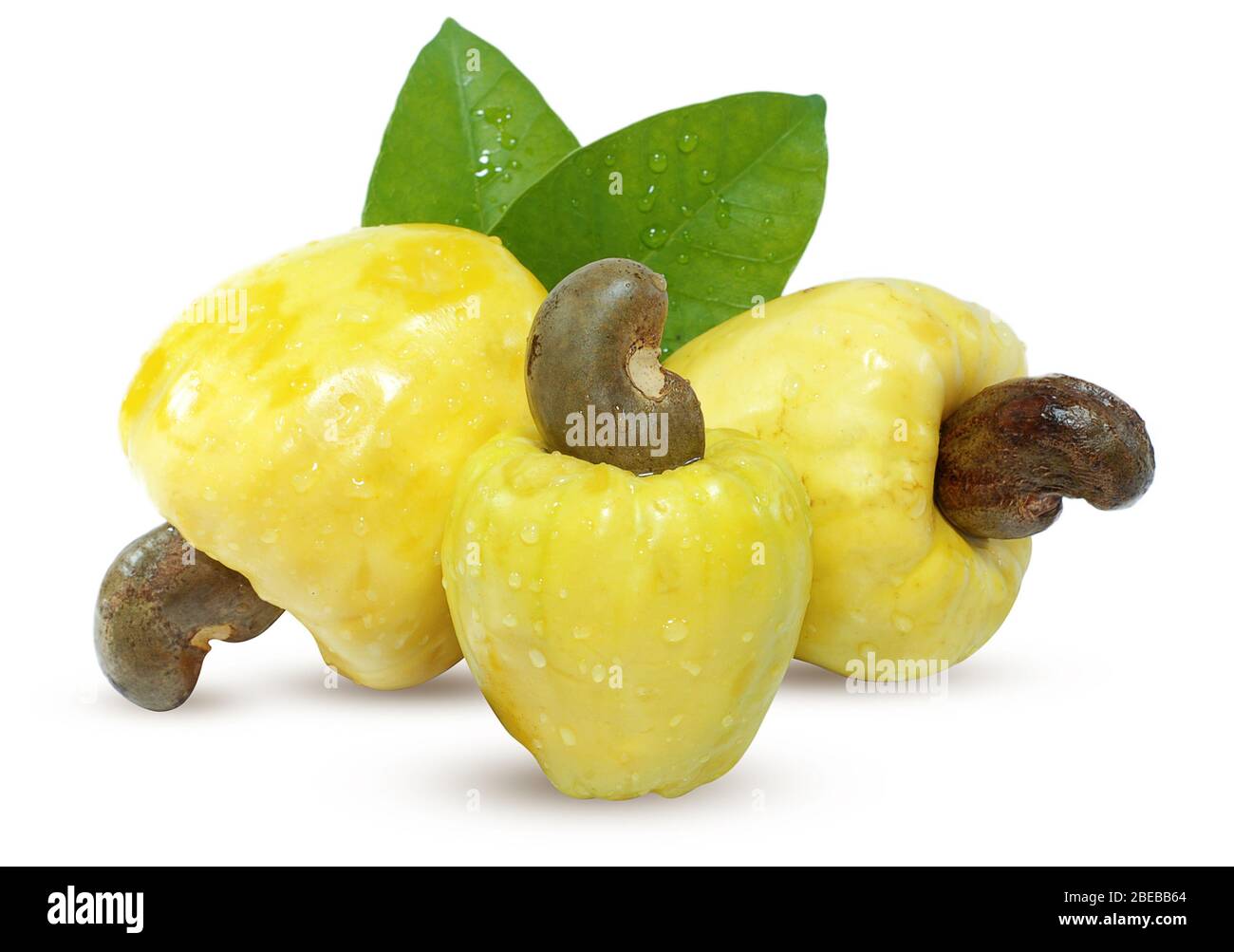 Arbre fruitier de cajou Banque d'images détourées - Alamy
