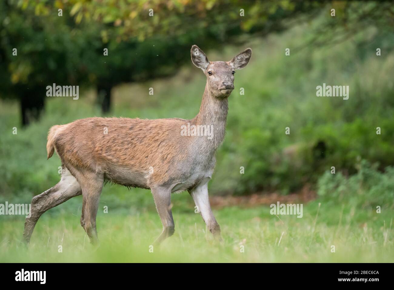 Parc de cerfs royal de studley Banque de photographies et d’images à ...