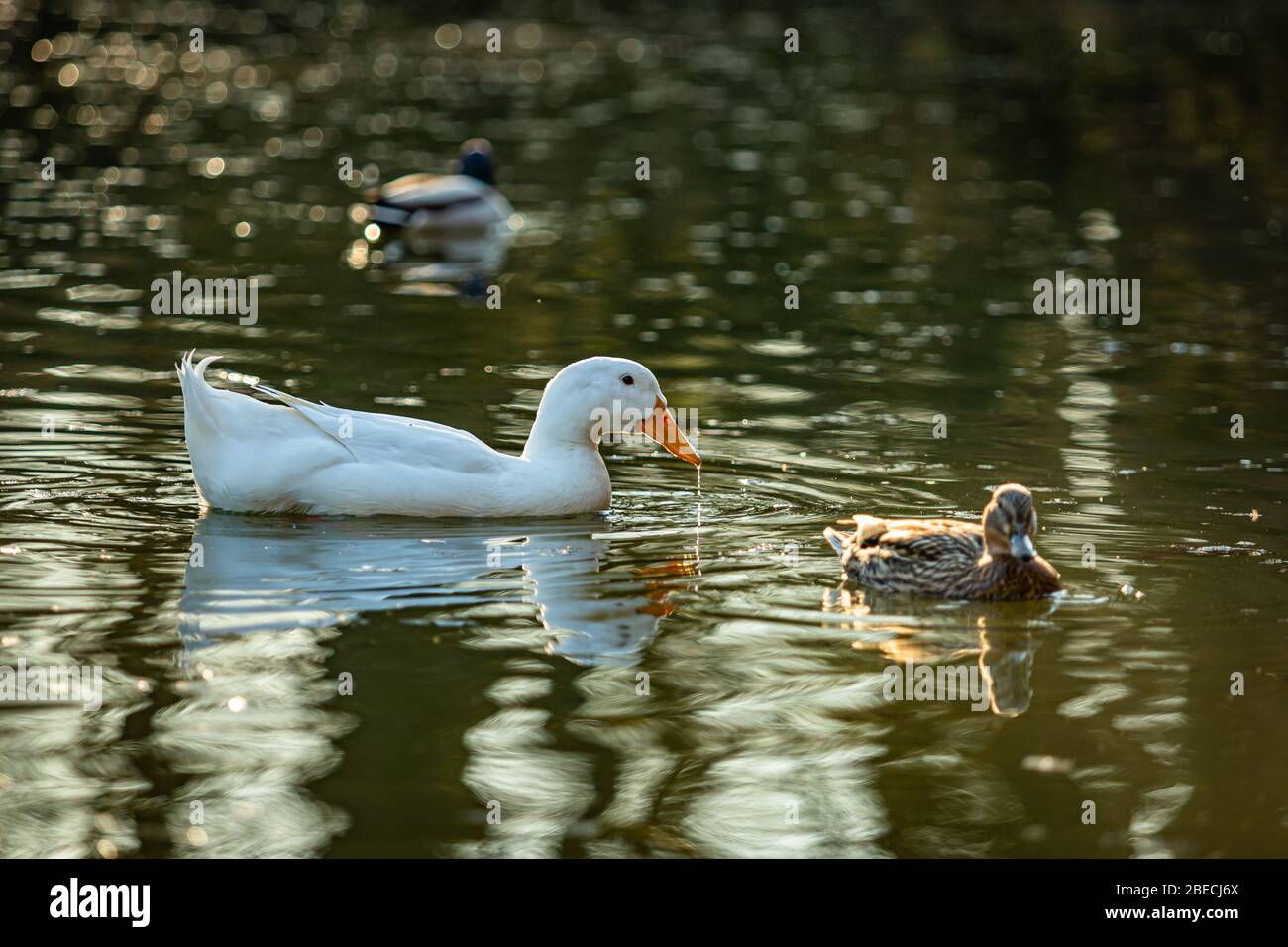 Canards sauvages blancs Banque de photographies et d’images à haute ...