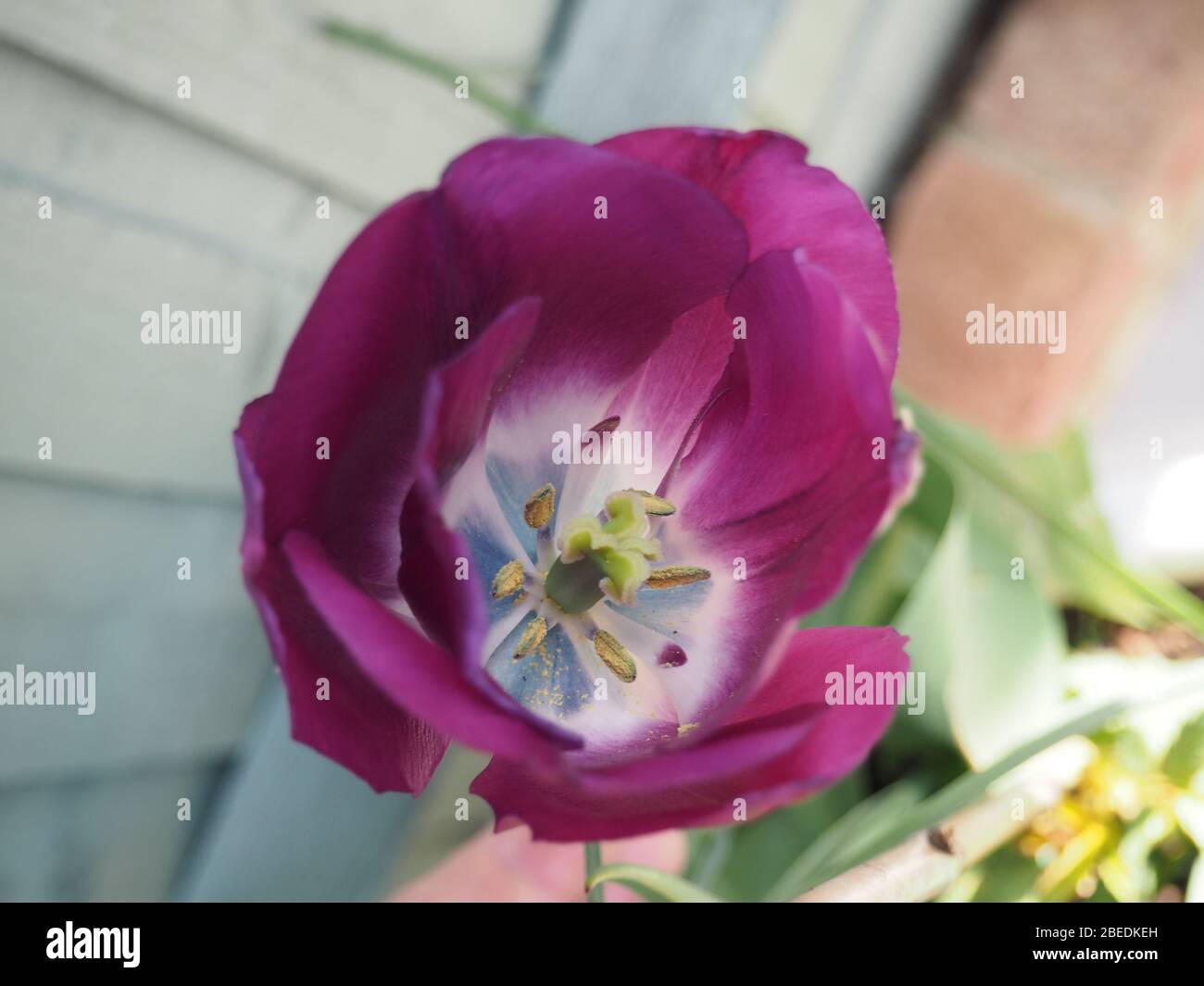 Pistils d'une fleur ouverte Banque de photographies et d’images à haute ...