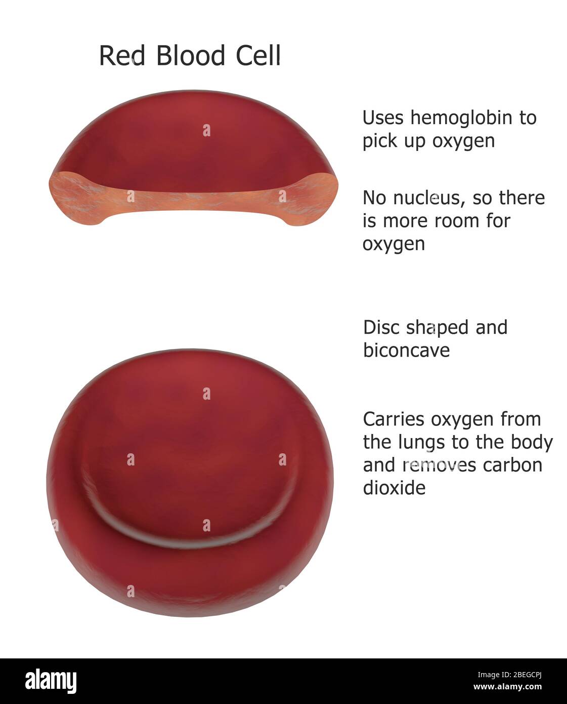 Cellule rouge Banque de photographies et d’images à haute résolution ...