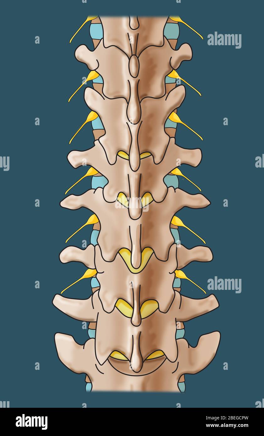 Anatomie du rachis lombaire, illustration Photo Stock - Alamy