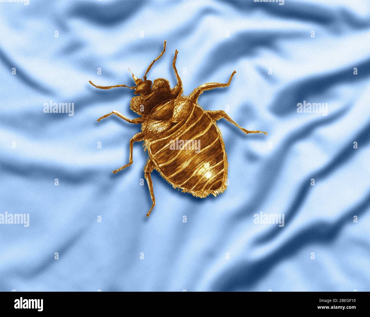 Piqure de punaise de lit Banque de photographies et d’images à haute ...