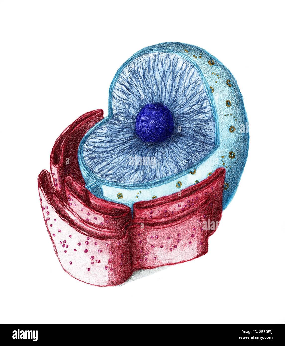 Le noyau cellulaire Banque de photographies et d’images à haute ...