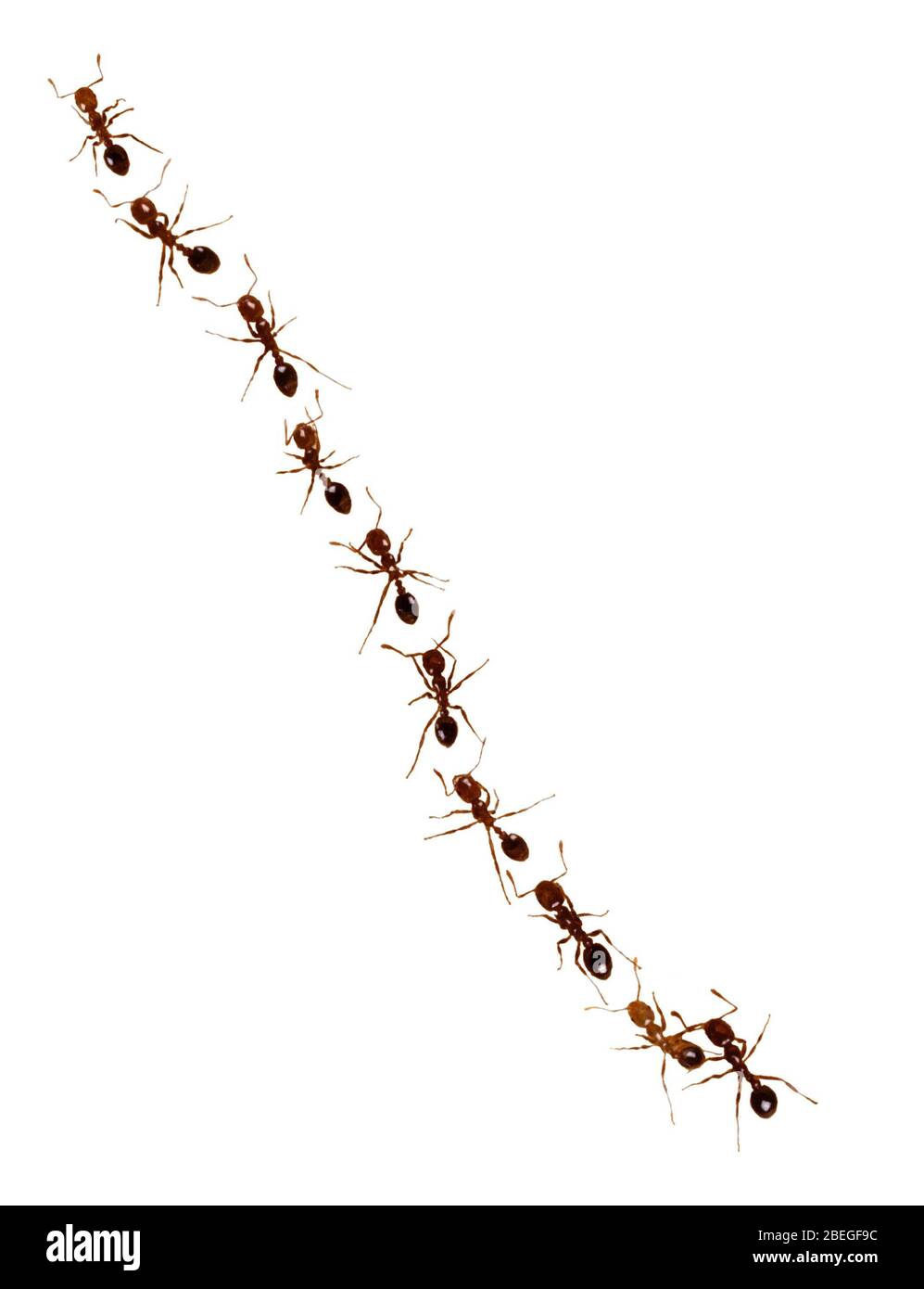 Hymenoptera order Banque d'images détourées - Alamy