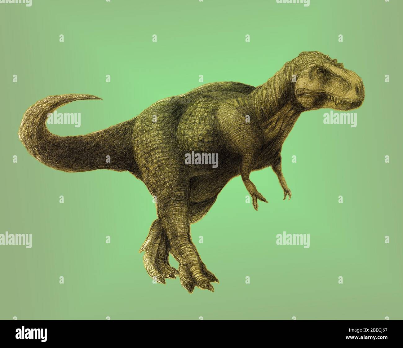 Tyrannosaurus rex dinosaur illustration Banque de photographies et d’images à haute résolution ...