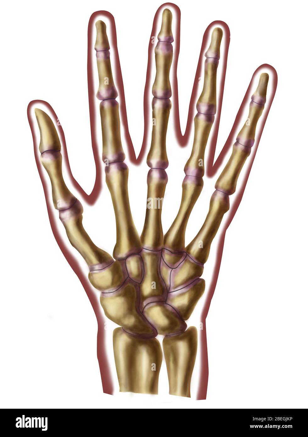 Os de la main Banque d'images détourées - Alamy