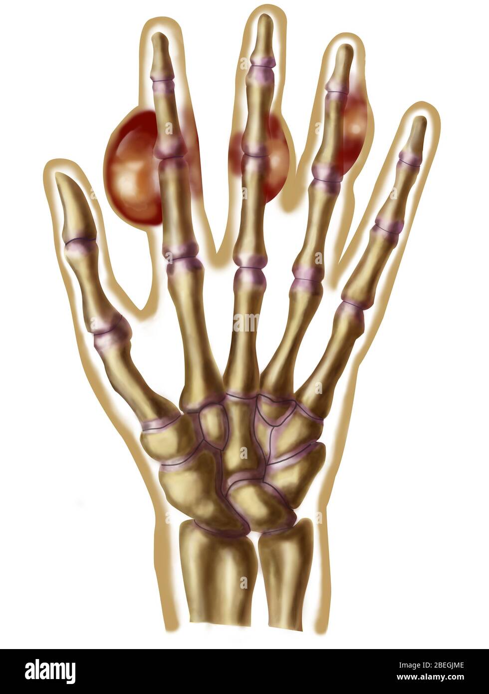 Anatomie de la main Banque d'images détourées - Page 2 - Alamy