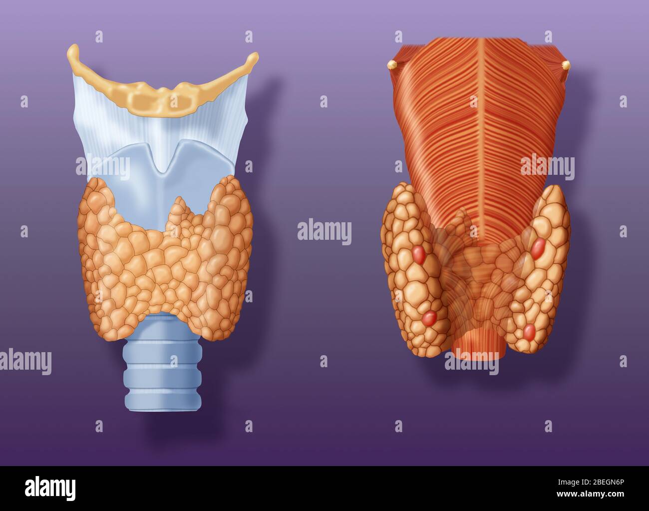 Right thyroid gland Banque de photographies et d’images à haute ...
