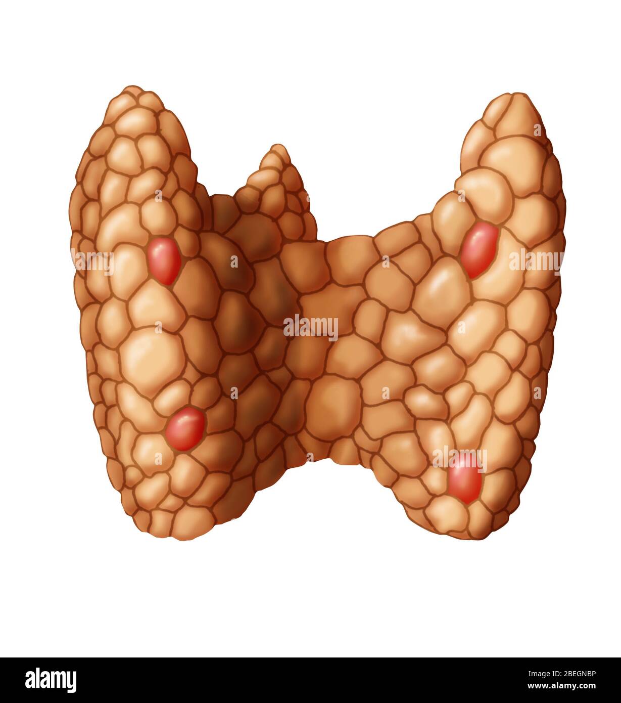 Anatomie du dos Banque de photographies et d’images à haute résolution ...