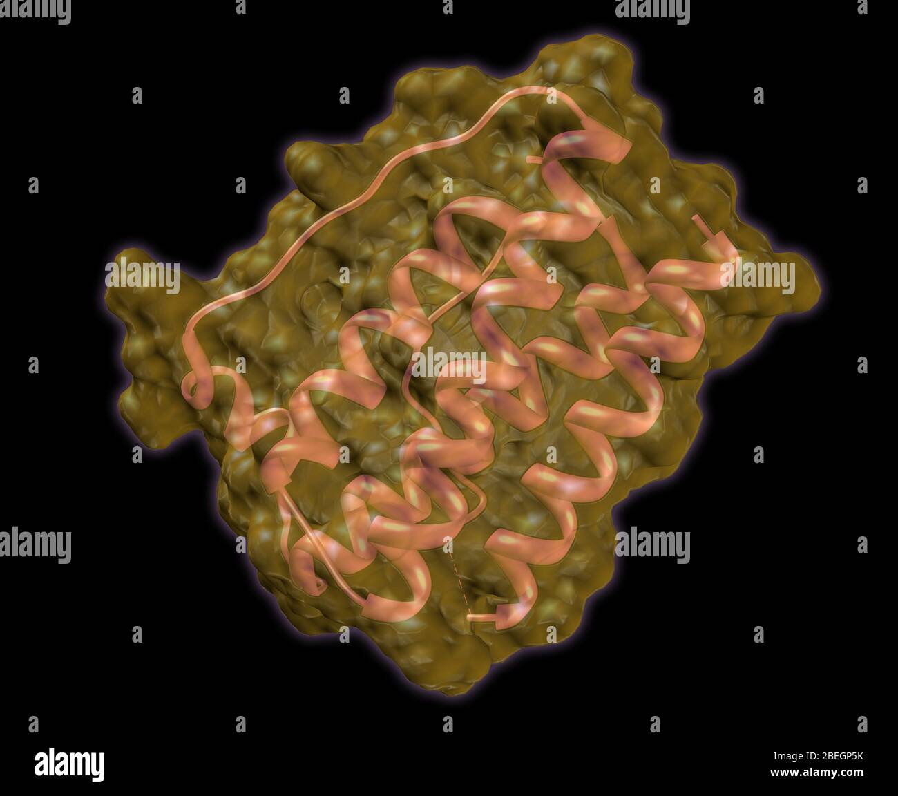 Leptine Hormone Banque d'image et photos - Alamy