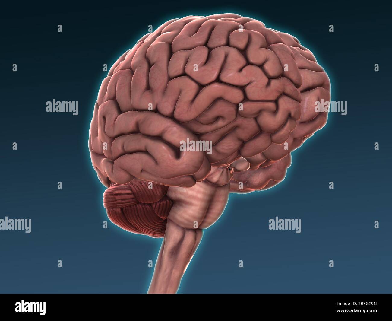 Anatomie cerveau humain 3d Banque de photographies et d’images à haute ...