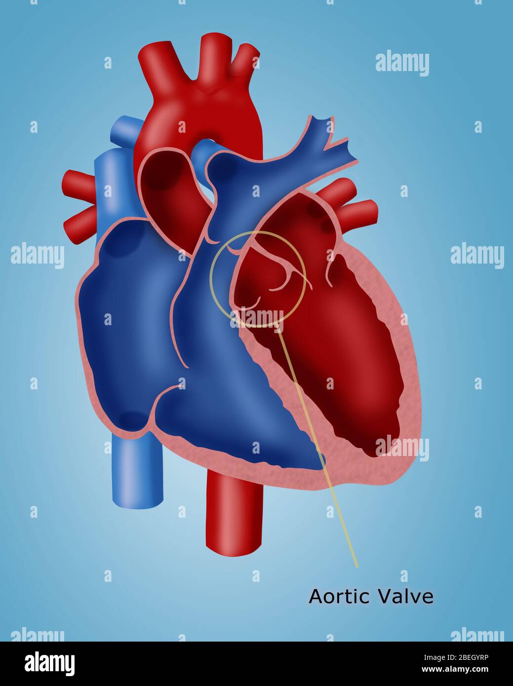 La valve aortique Banque de photographies et d’images à haute ...