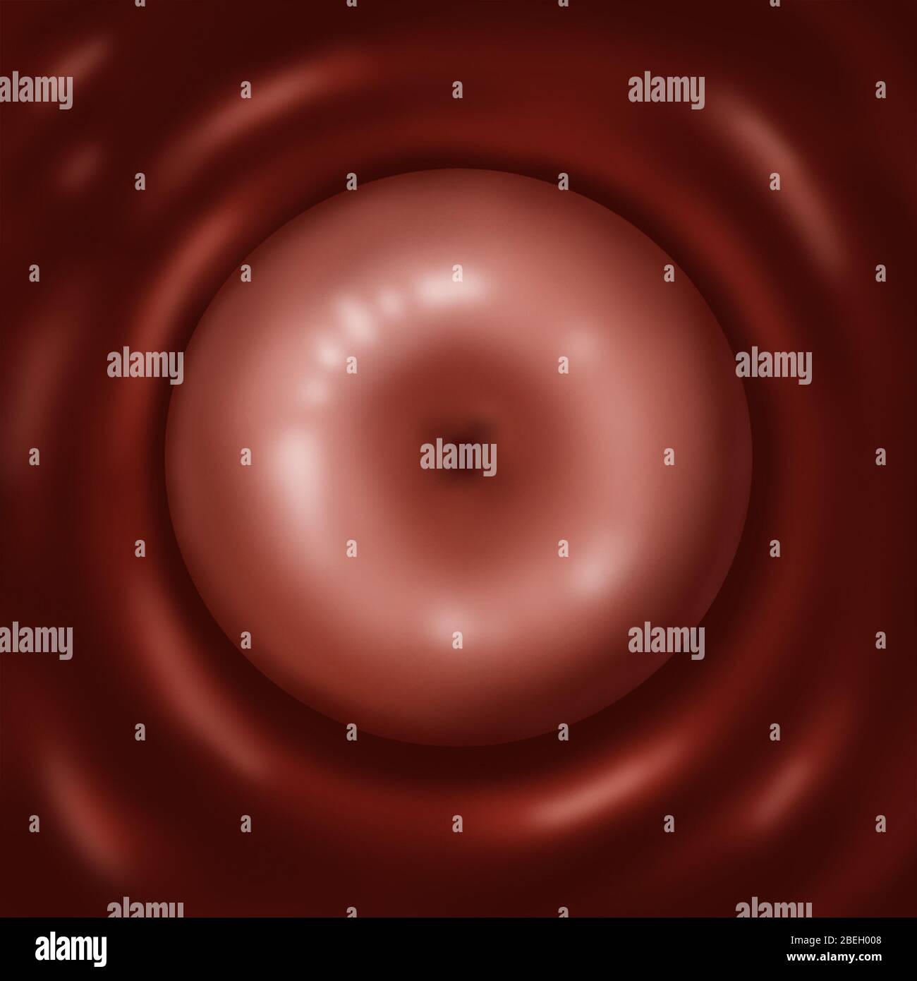 Col de l'utérus Banque de photographies et d’images à haute résolution ...