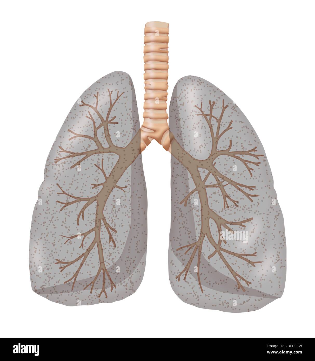 Fumeurs de poumons Banque de photographies et d’images à haute ...