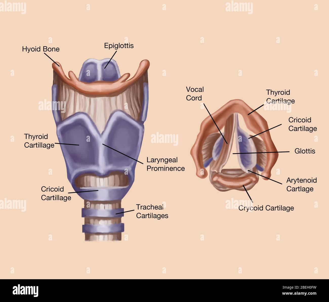 Vocal cord illustration Banque de photographies et d’images à haute ...