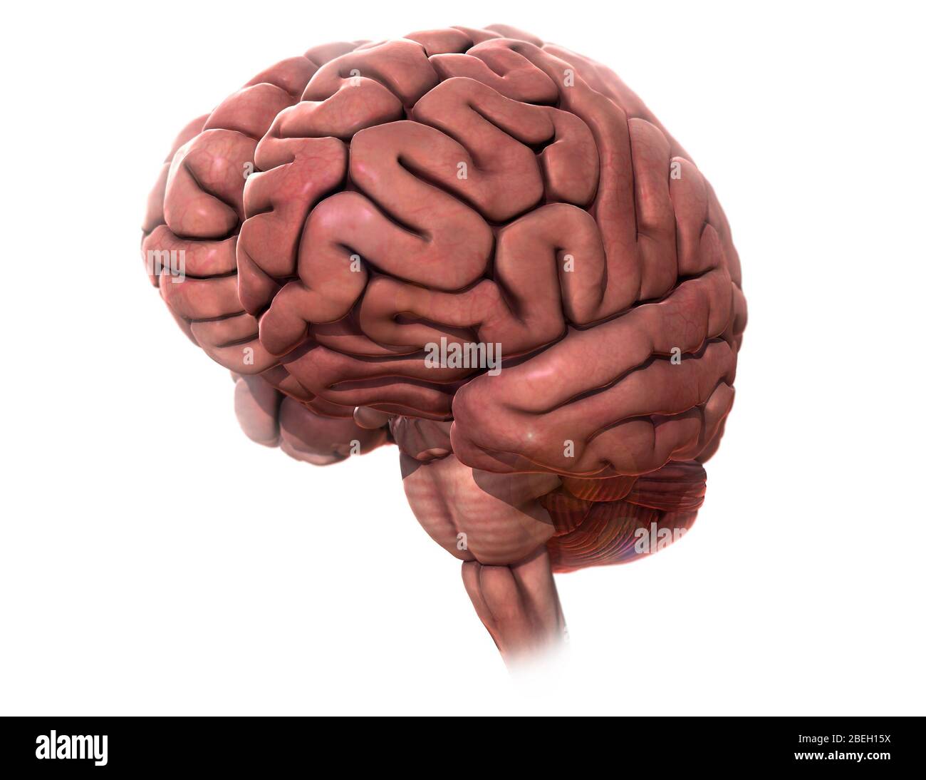 Anatomie cerveau humain 3d Banque de photographies et d’images à haute ...