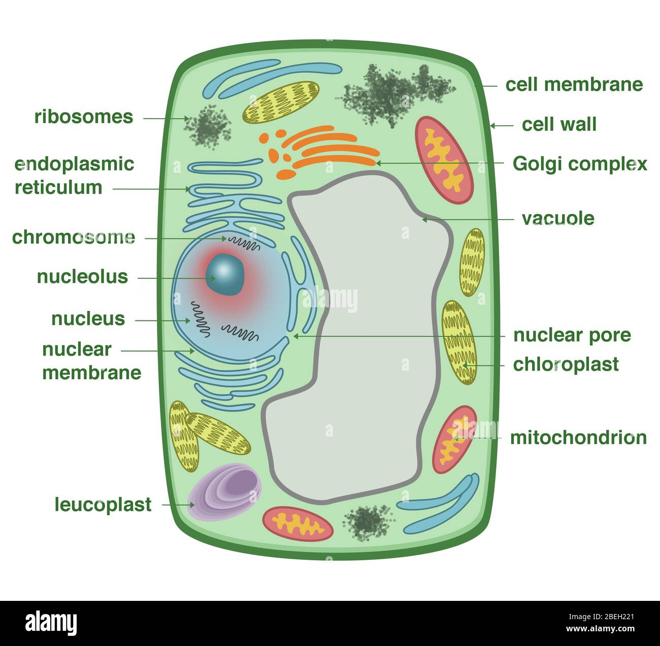 Vacuole Cell Banque d'image et photos - Alamy