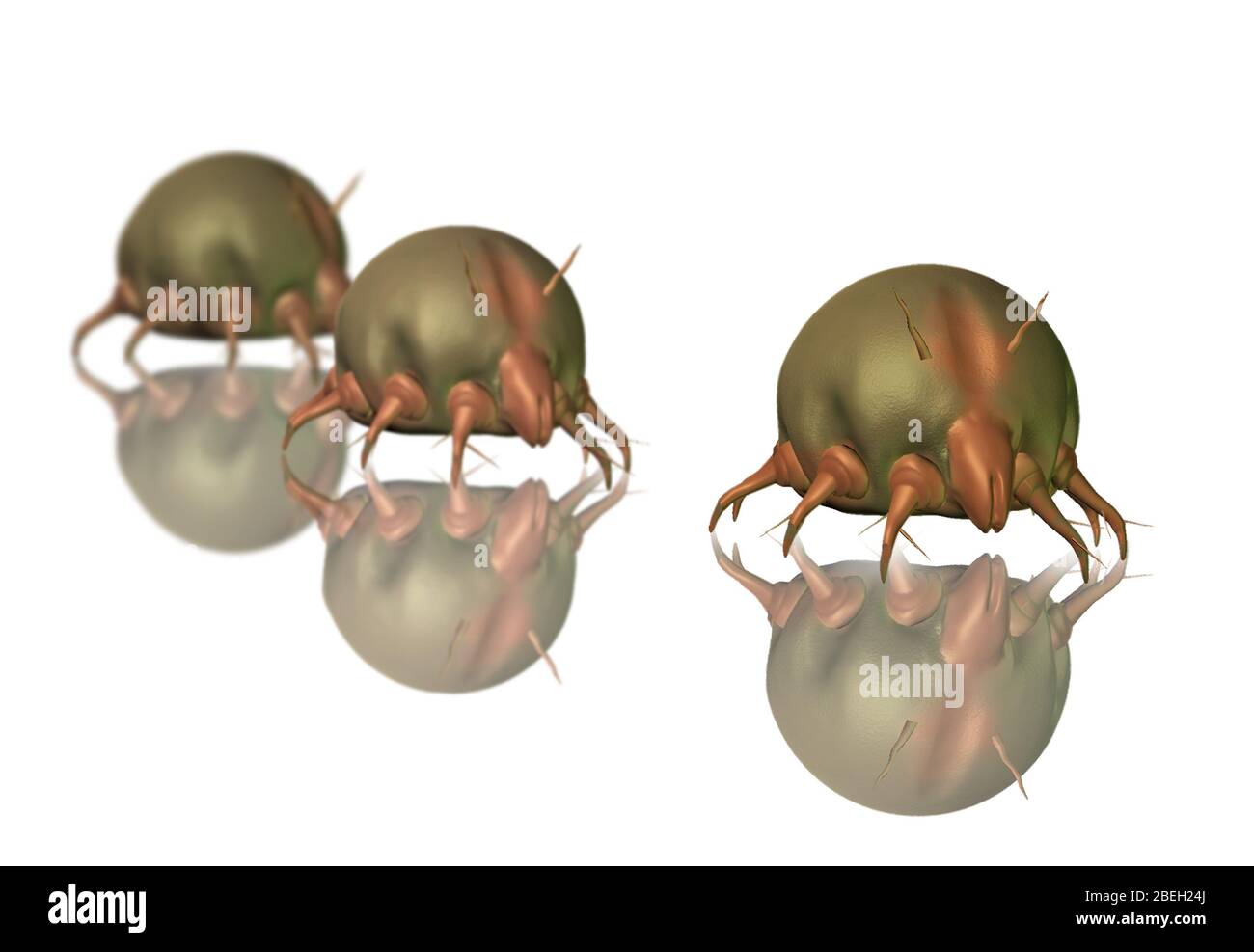 Allergie aux acariens Banque de photographies et d’images à haute ...