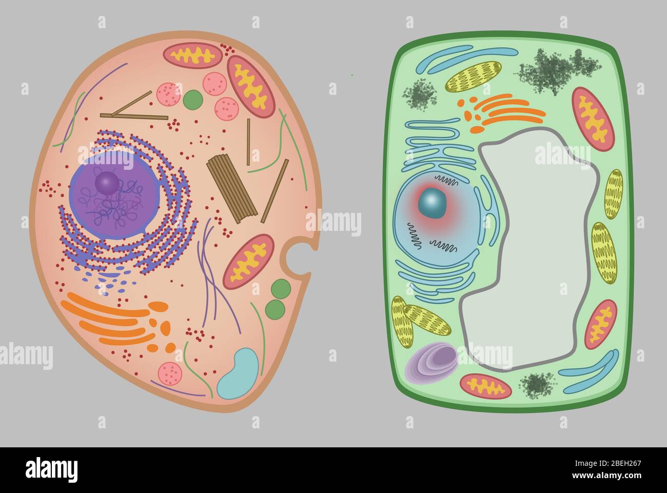 Pores De La Membrane Banque d'image et photos - Alamy