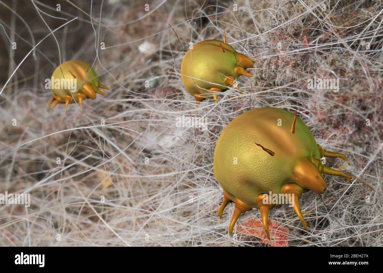 Acariens acariens Banque de photographies et d’images à haute ...