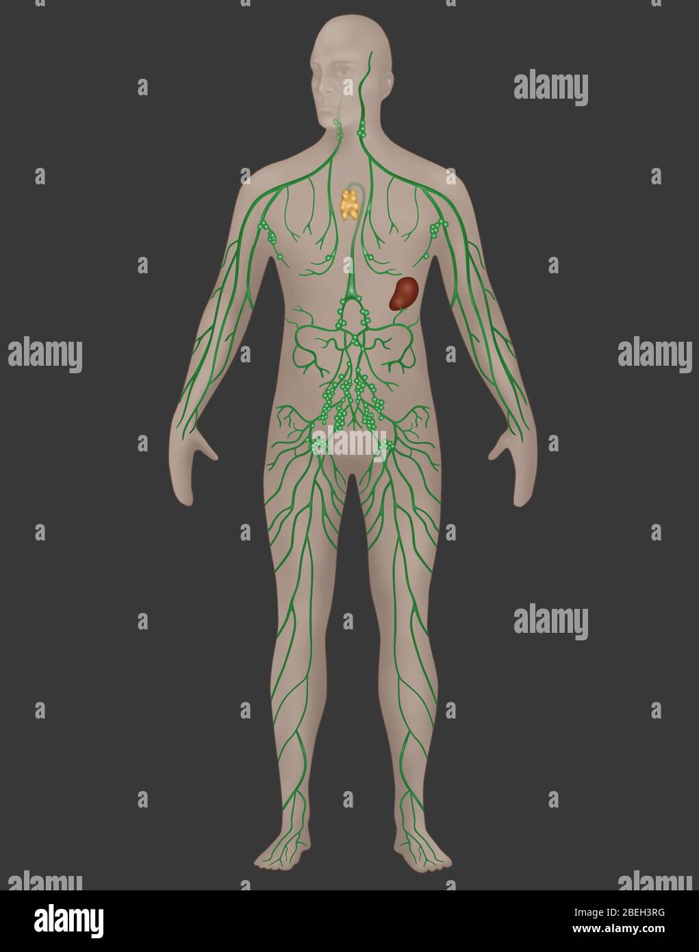 Organe lymphatique Banque d'image et photos - Alamy