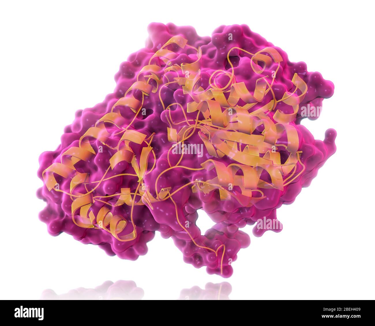 Transaminase Banque de photographies et d’images à haute résolution - Alamy