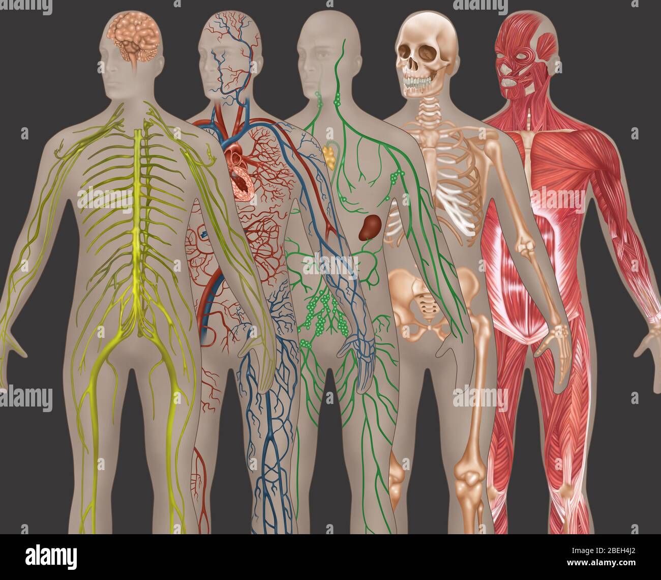 L'anatomie du corps humain sacrum Banque de photographies et d’images à ...