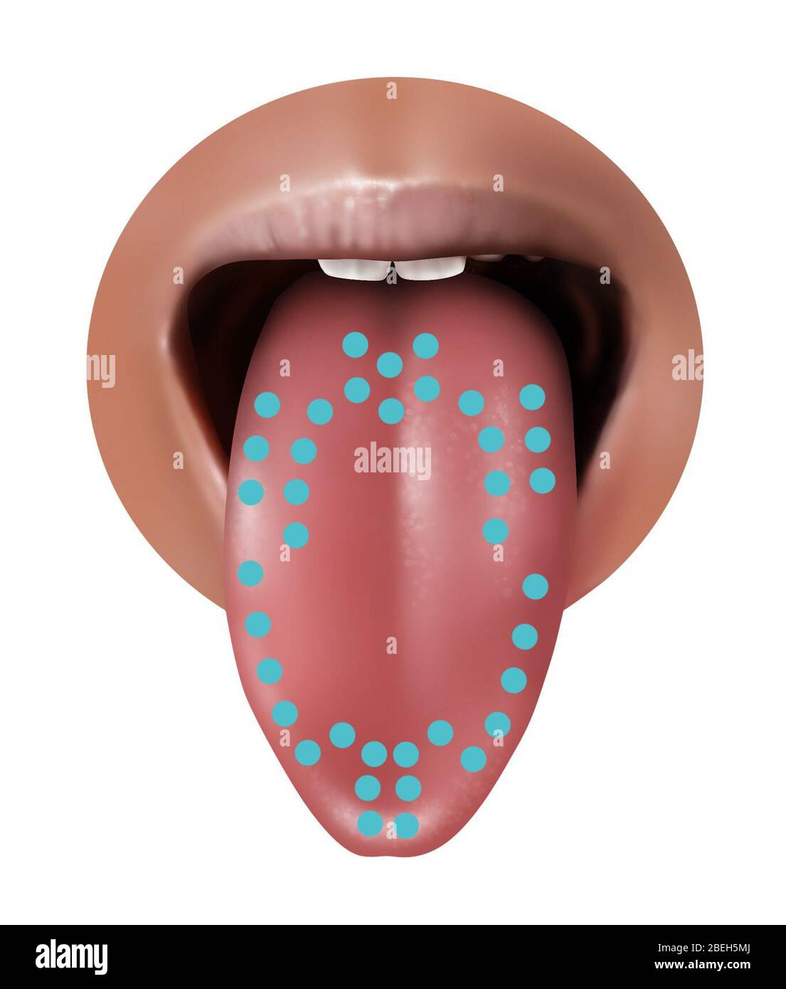 Papilles linguales Banque de photographies et d’images à haute ...