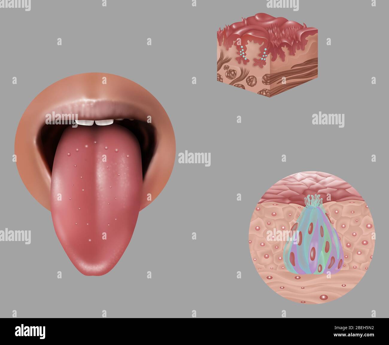 Anatomie du goût, illustration Photo Stock - Alamy