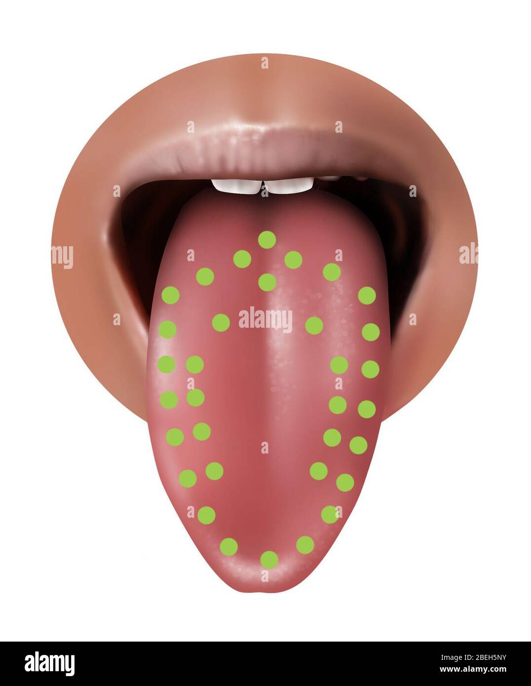 Papilles linguales Banque de photographies et d’images à haute ...