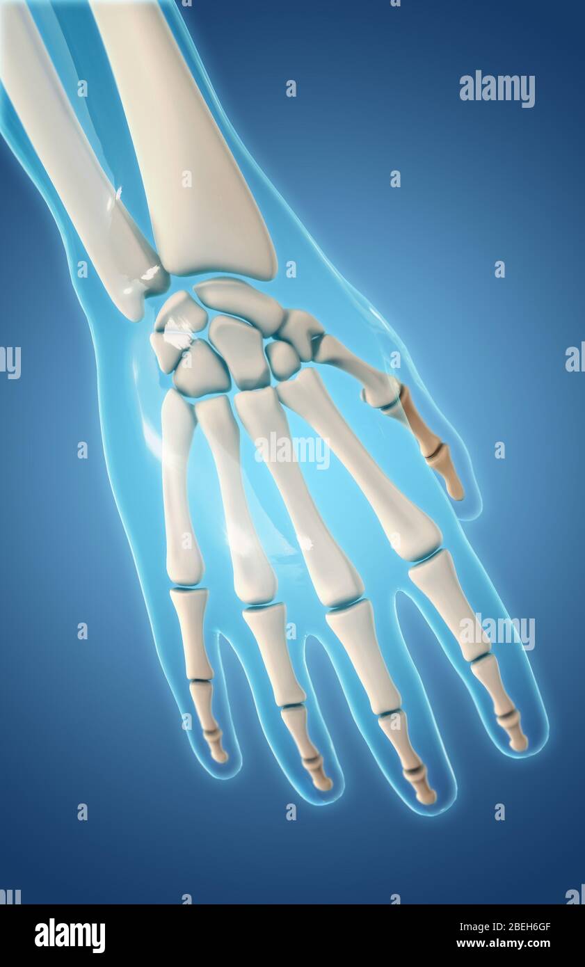 Anatomie 3d main Banque de photographies et d’images à haute résolution ...