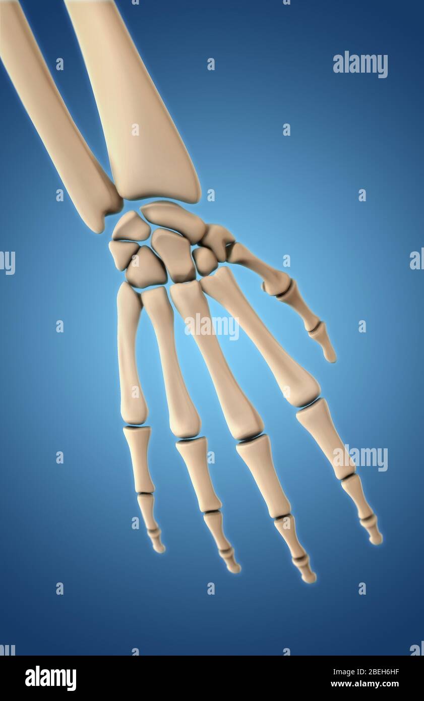 Anatomie 3d main Banque de photographies et d’images à haute résolution ...