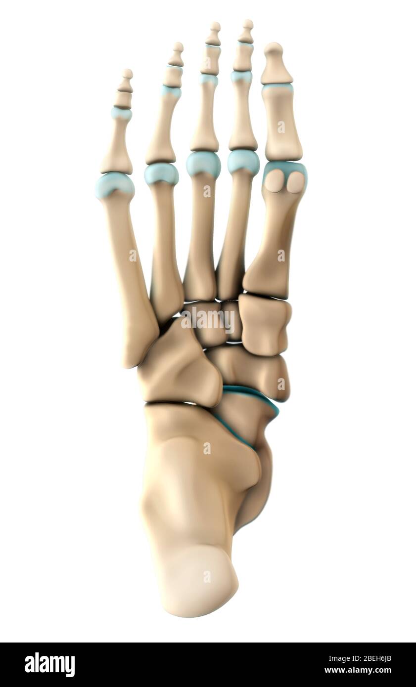 Anatomie des os du pied vue plantaire Banque d'images détourées - Alamy