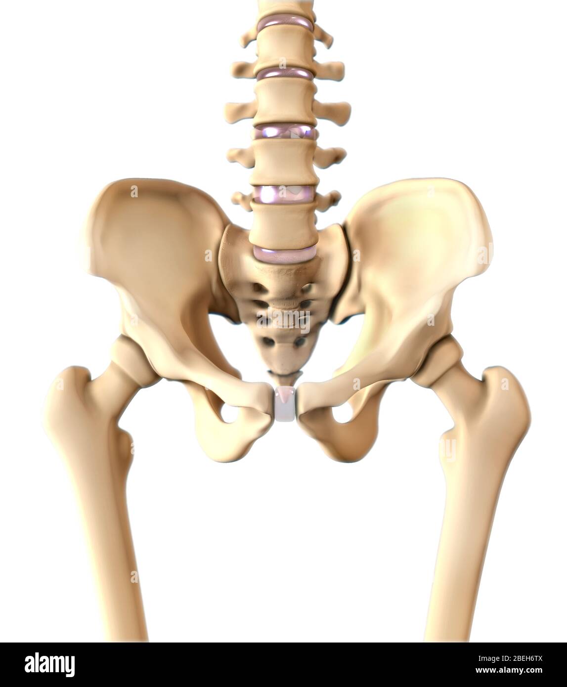 Anatomie de l'os de la hanche Banque de photographies et d’images à ...