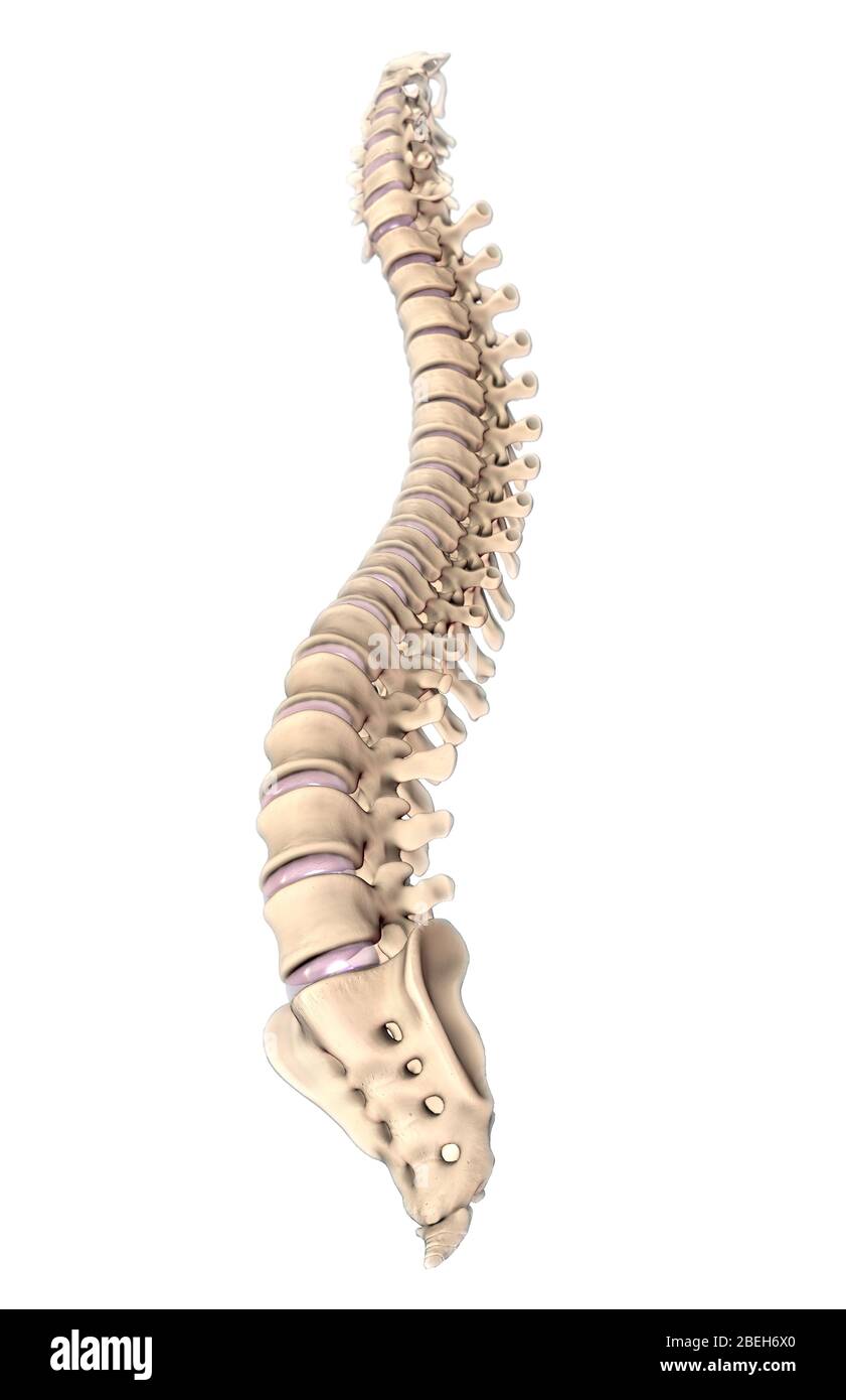 Anatomie colone vertebrale Banque d'images détourées - Alamy