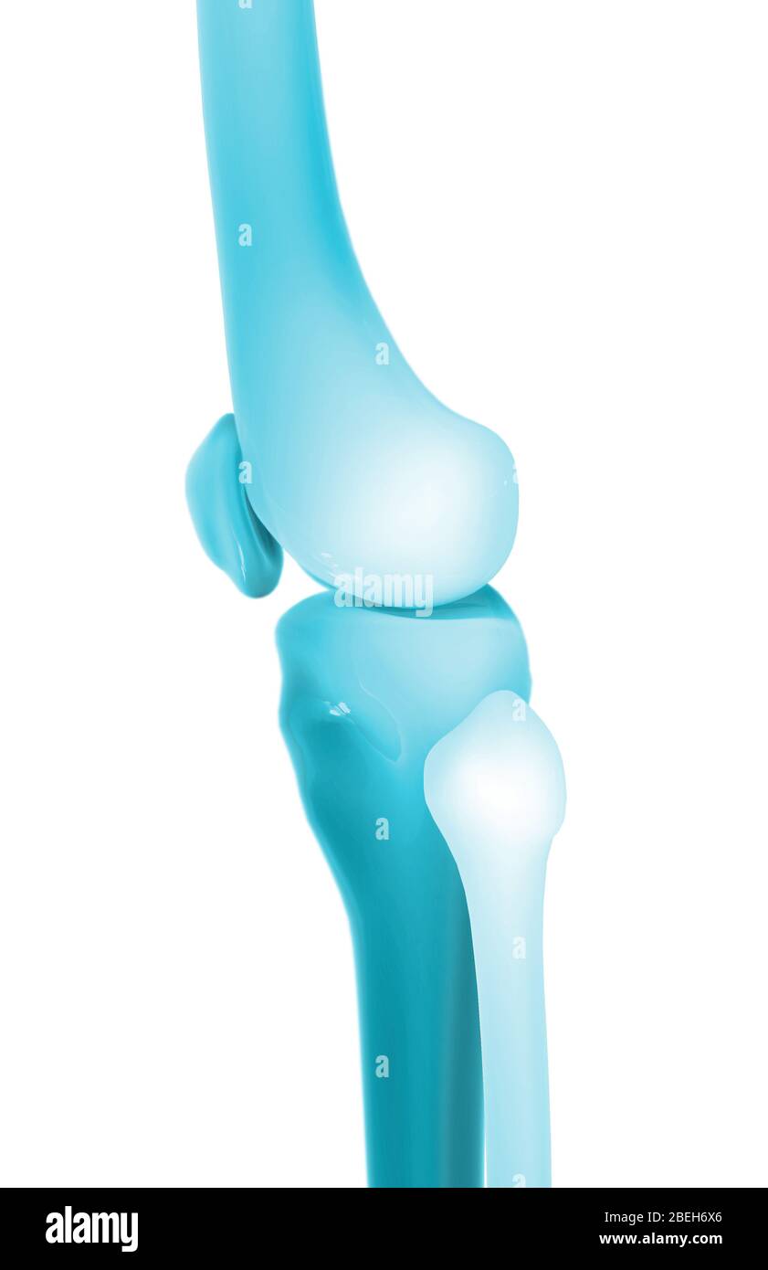 Anatomy of the knee Banque de photographies et d’images à haute ...