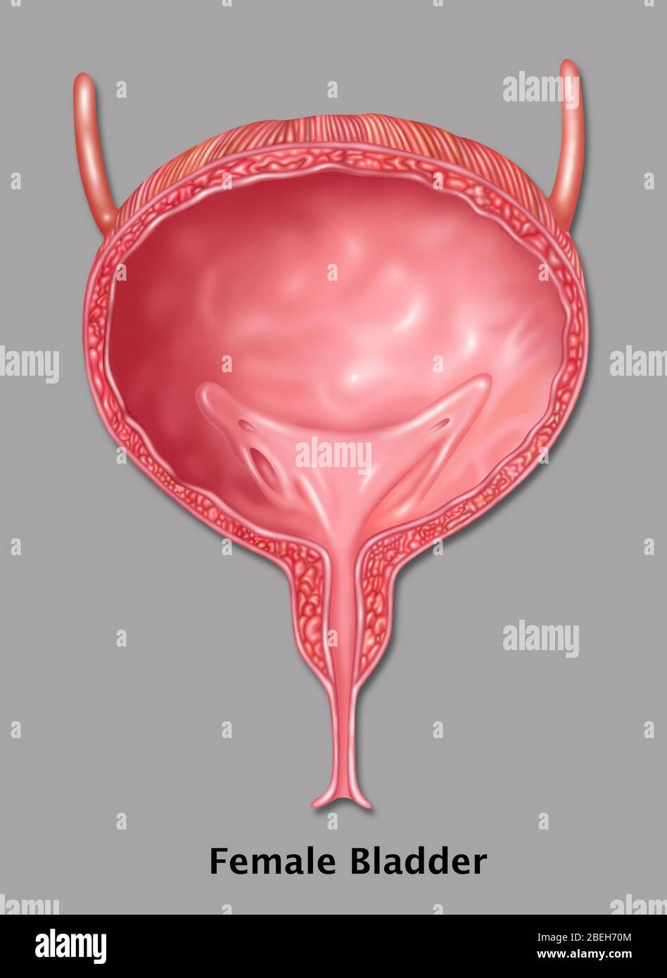 Vessie femelle, illustration Photo Stock - Alamy