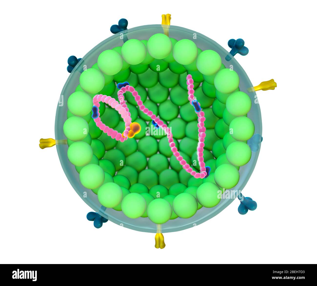 Virus de la rougeole, illustration Banque de photographies et d’images ...