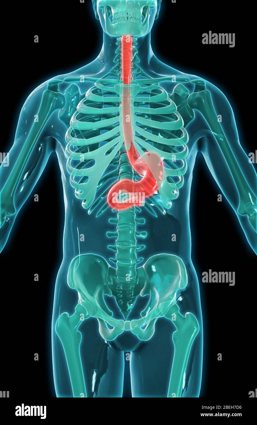 Estomac anatomie 3d Banque de photographies et d’images à haute ...